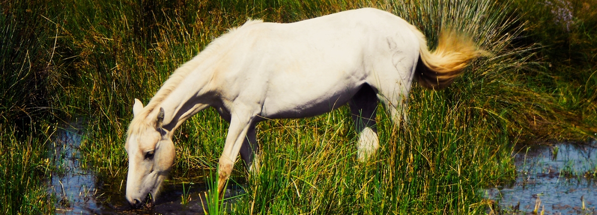 Discovering the boat and barge vacations in Camargue region of France